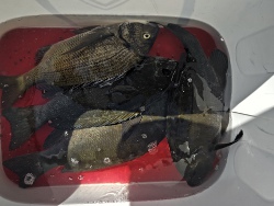 TeamZERO活動報告Vol.93